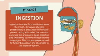 Stages-of-Digestion.1234567890okjygfdgfg | PPTX