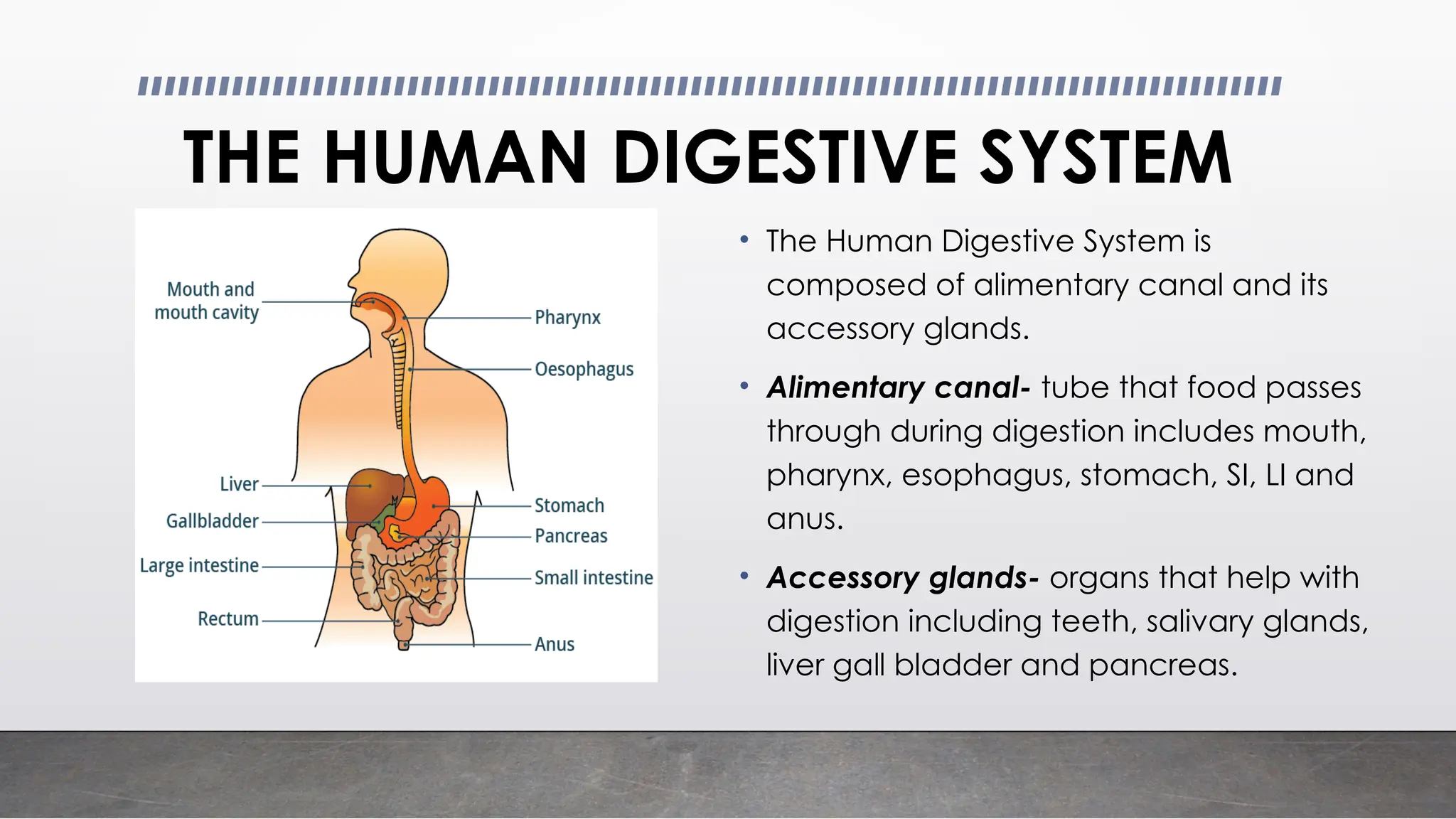 Stages-of-Food-Processing-and-Human-Digestive-System.pptx