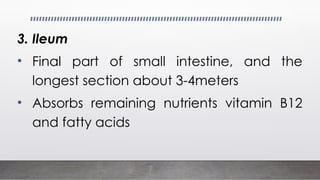Stages-of-Food-Processing-and-Human-Digestive-System.pptx