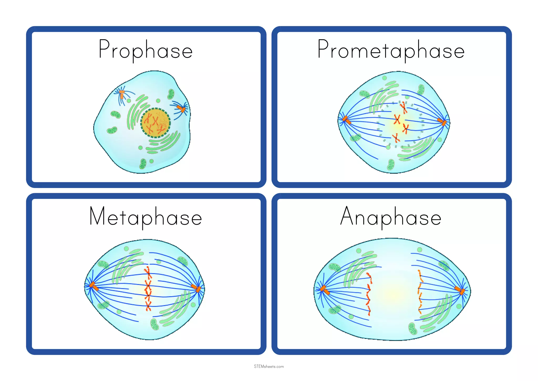 Customizable And Printable Stages Of Mitosis Flashcards