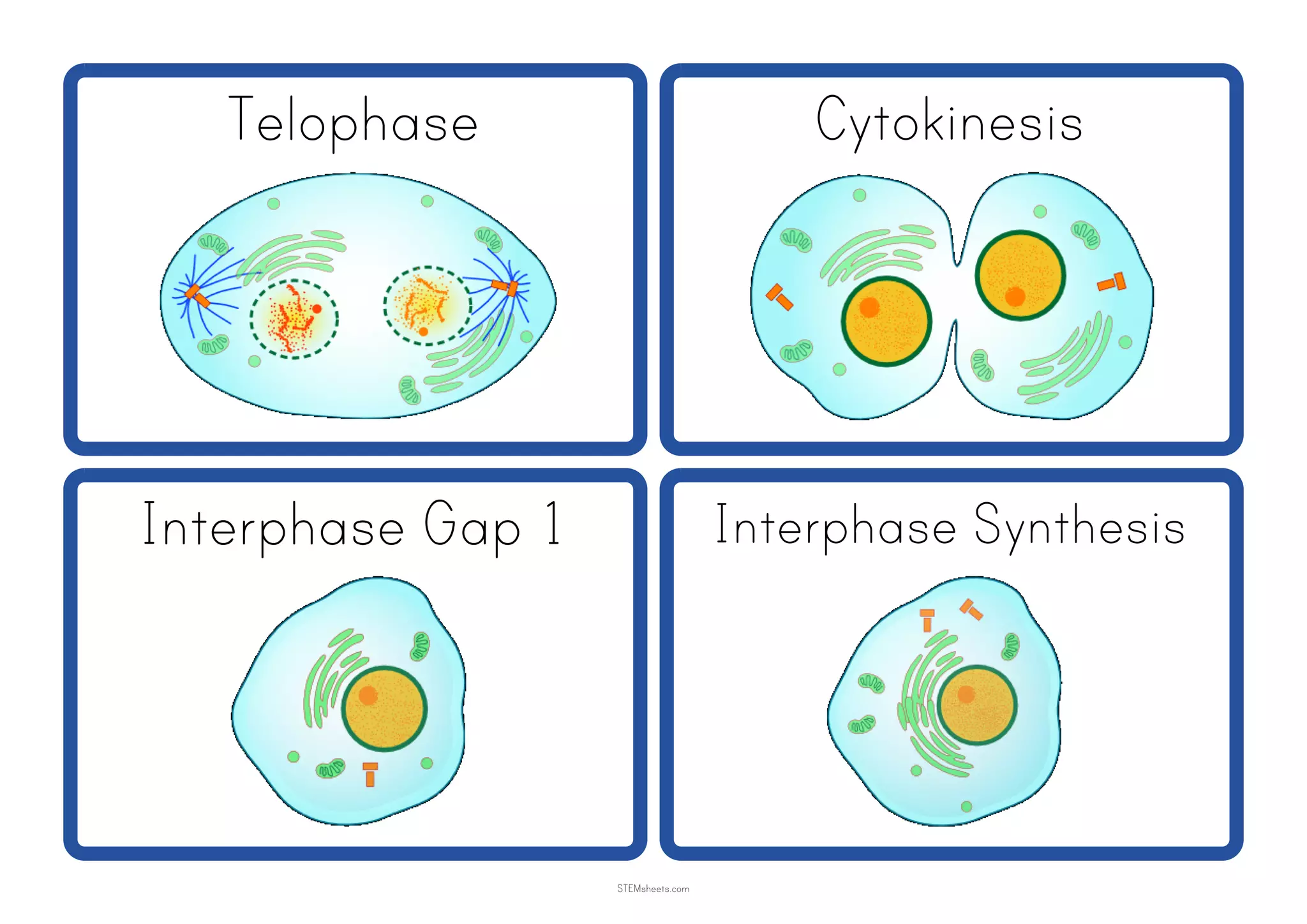 Customizable And Printable Stages Of Mitosis Flashcards