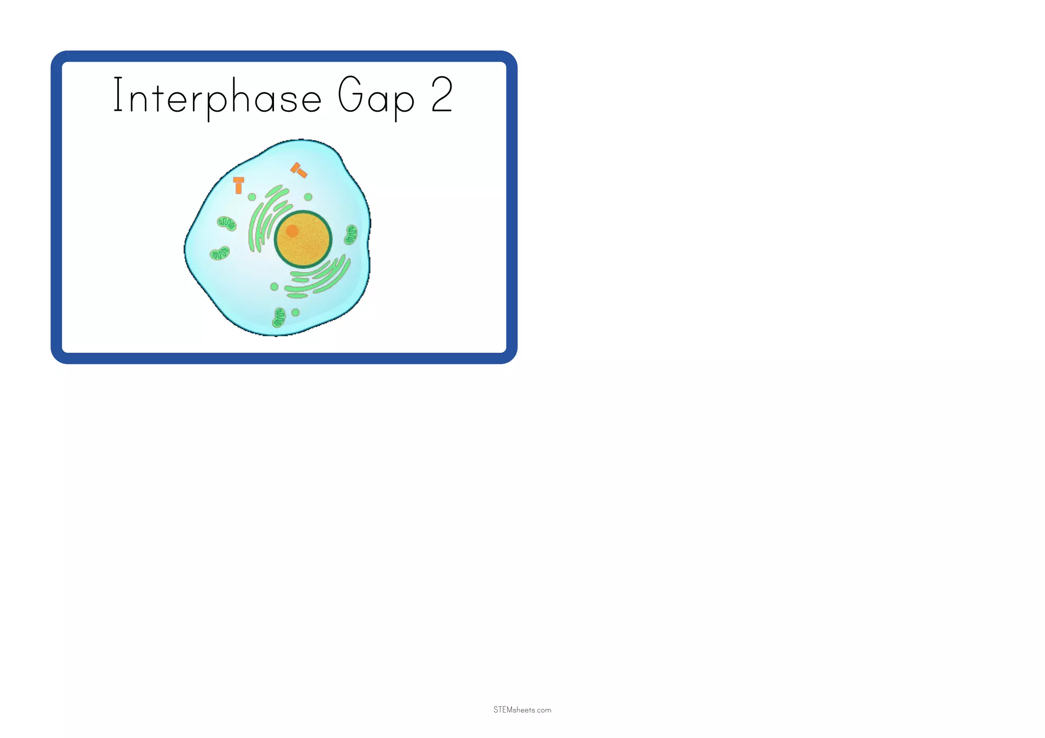 stages-of-mitosis-flashcards.pdf | Biological Sciences | Science