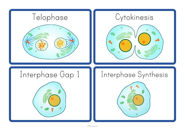 stages-of-mitosis-flashcards.pdf | Biological Sciences | Science