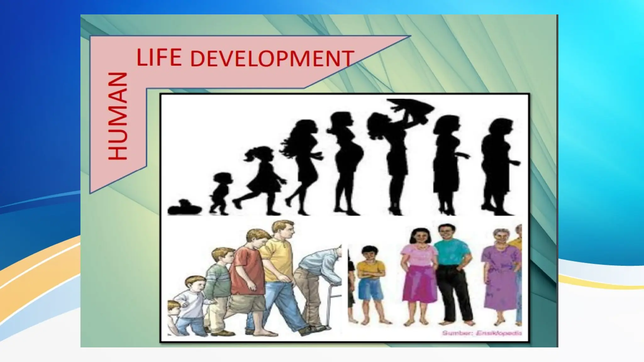 STAGES IN HUMAN DEVELOPMENT.a progressive series of changes that occur ...