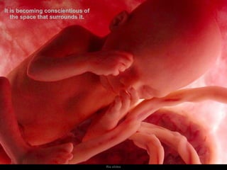 Stages Of Baby | PPS