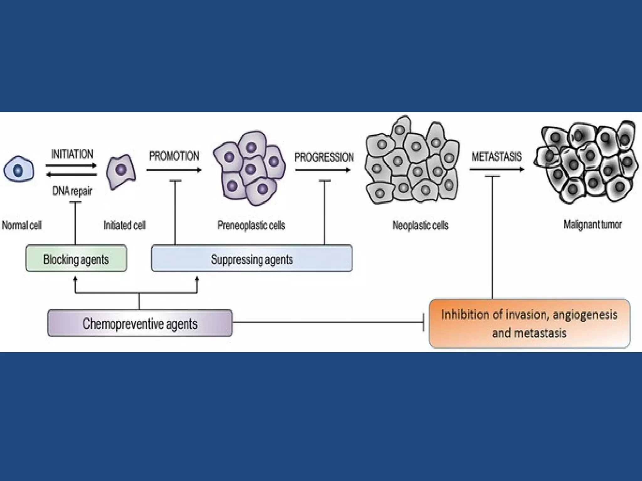 Stages of carcinogenesis | PPT