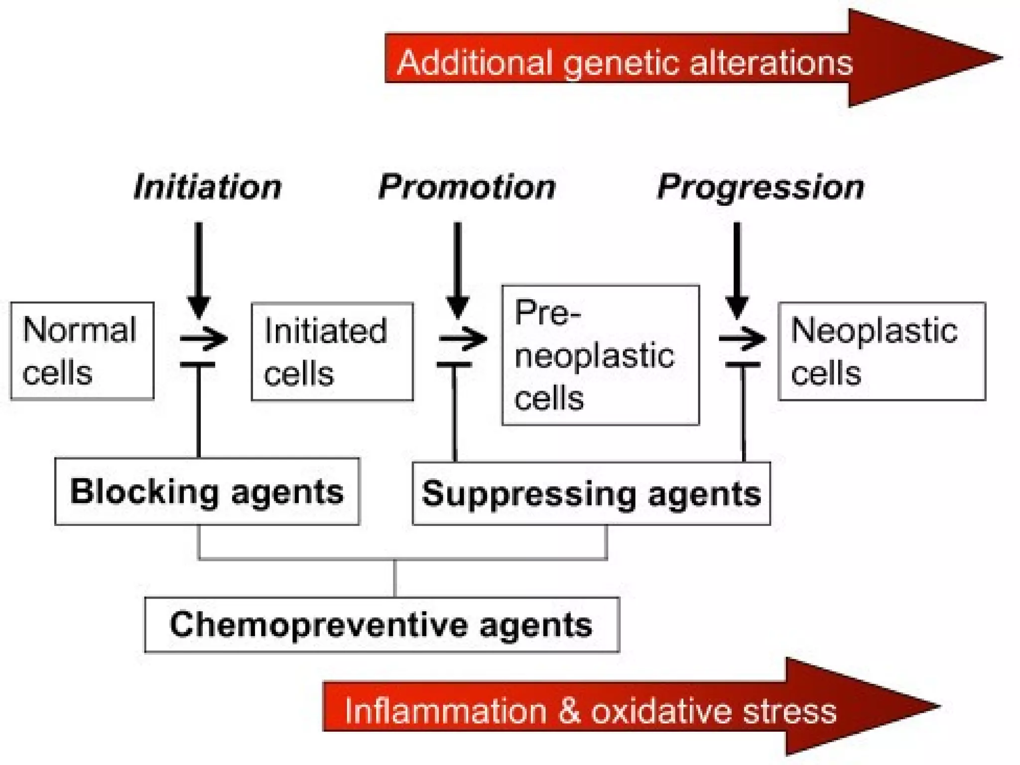 Stages of carcinogenesis | PPT
