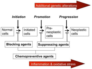 Stages of carcinogenesis | PPT