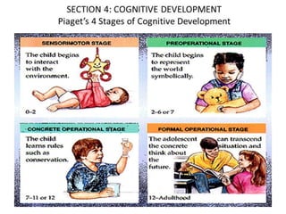 Stages of Cognitive Development unit 2.pdf | Parenting Babies and ...