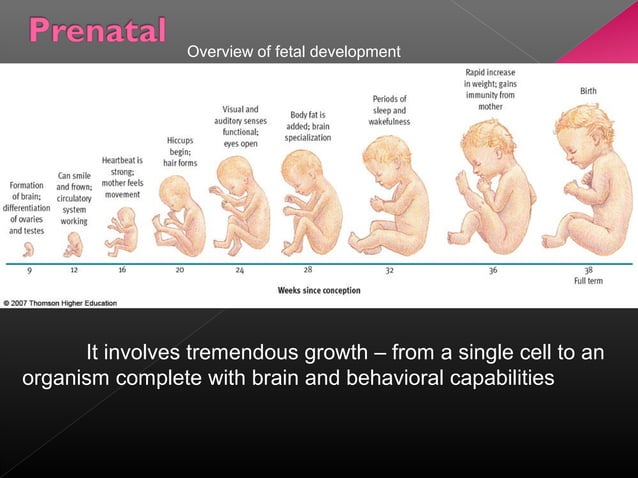 Stages of Development and Developmental Tasks | PPT