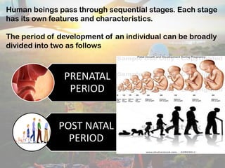Stages of development | PDF