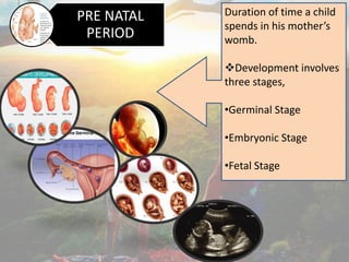 Stages of development | PDF