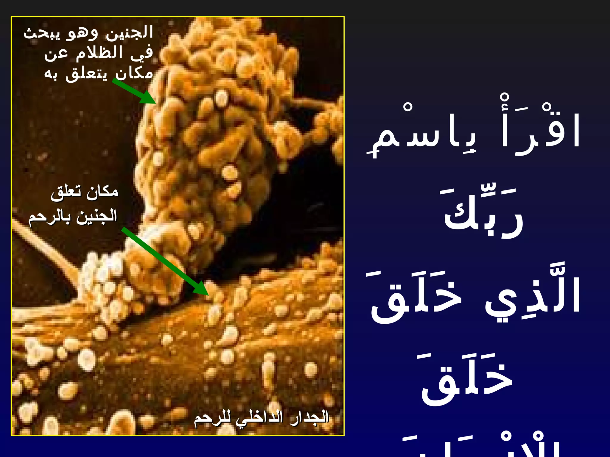 Stages of embryo development | PPS