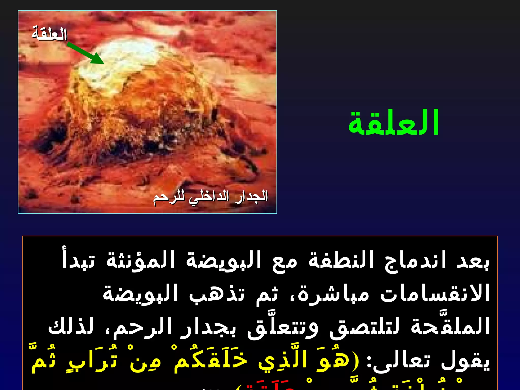 Stages of embryo development | PPS