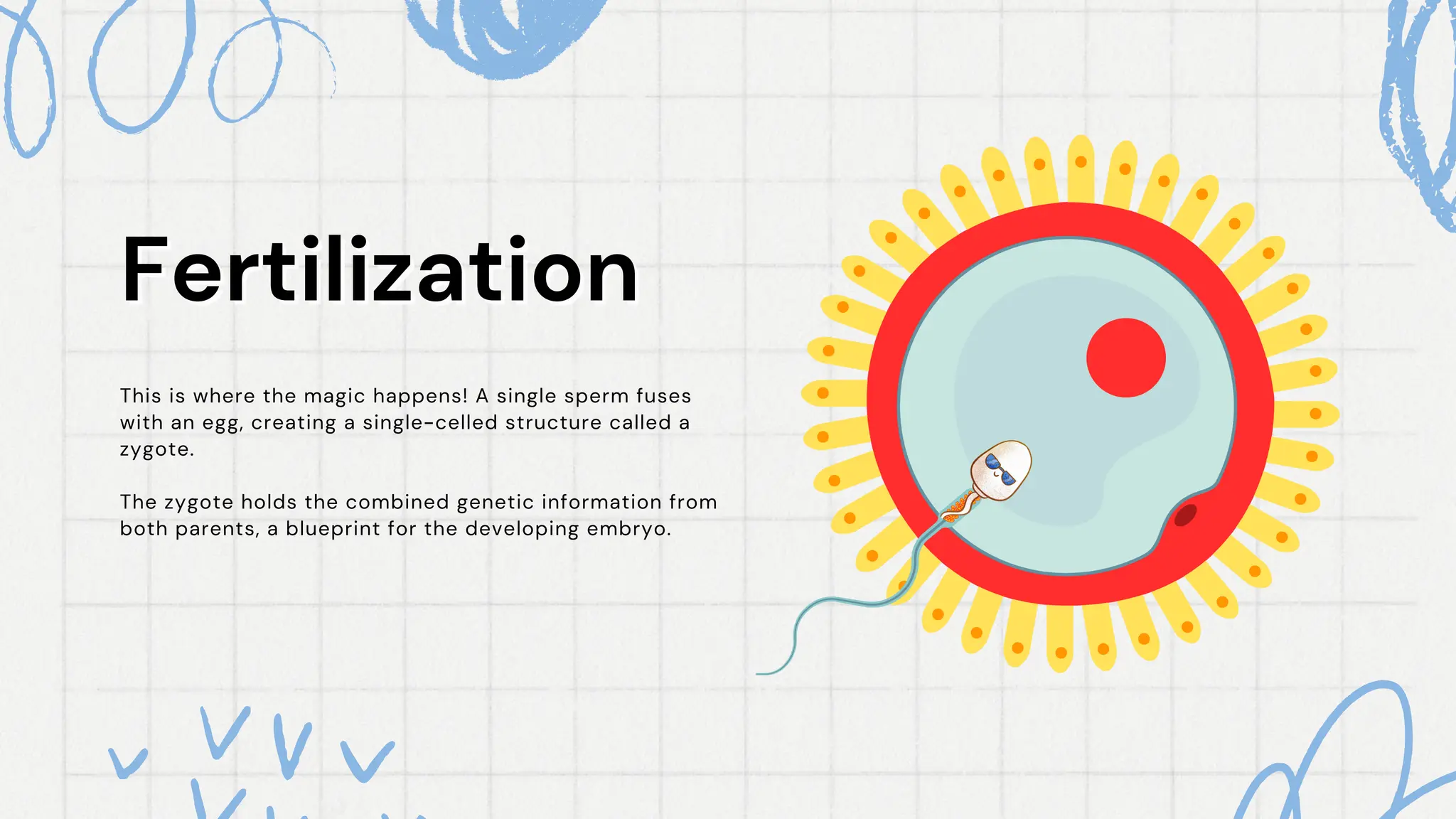 Stages Of Fertilization - Monash Biotech.pdf