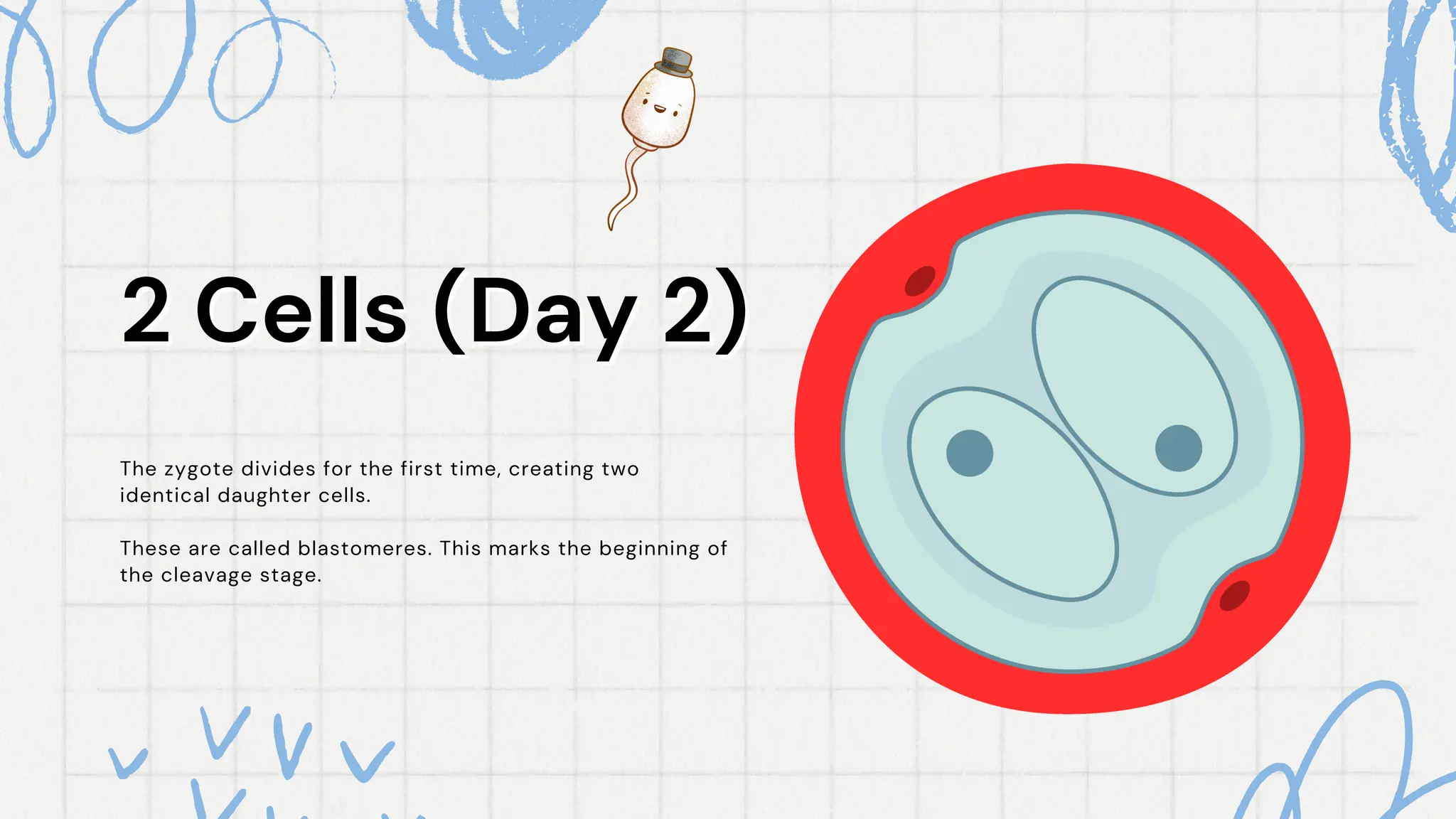 Stages Of Fertilization - Monash Biotech.pdf