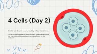 Stages Of Fertilization - Monash Biotech.pdf