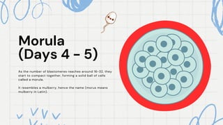 Stages Of Fertilization - Monash Biotech.pdf