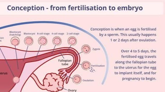 stages of fetal development physiology of pregnancy | PPTX