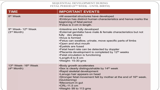 stages of fetal development physiology of pregnancy | PPTX