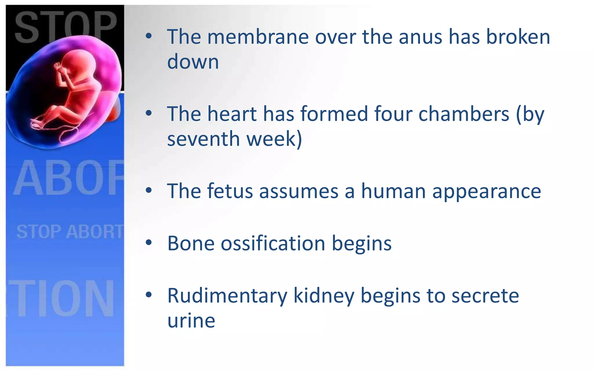 Stages of fetal growth and development | PPTX