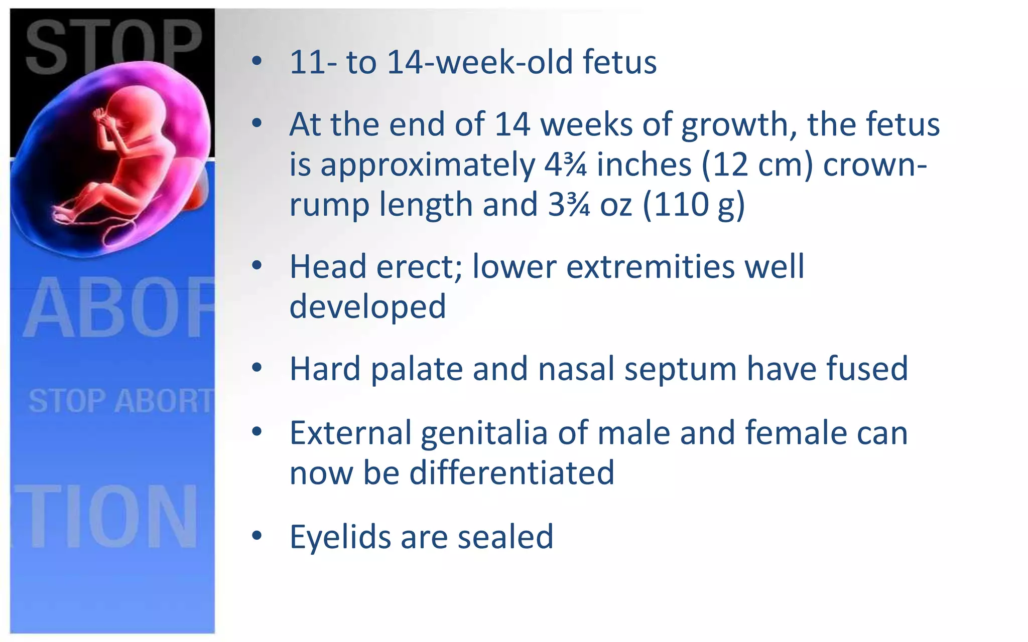 Stages of fetal growth and development | PPTX