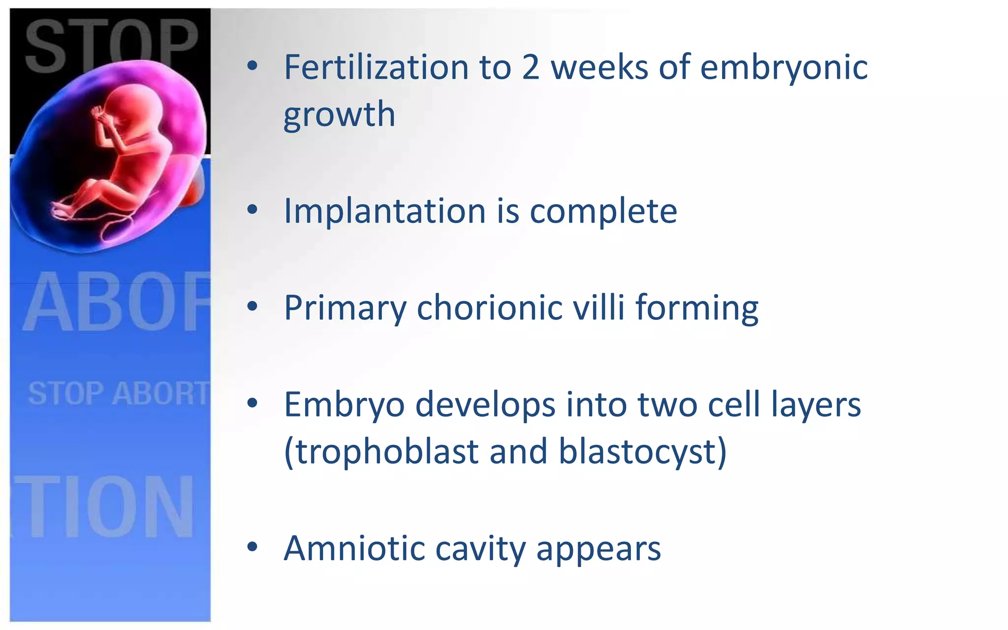 Stages of fetal growth and development | PPTX