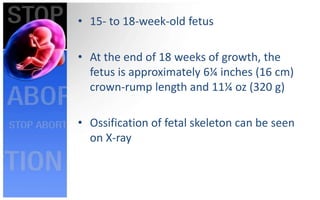 Stages of fetal growth and development | PPTX