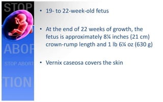 Stages of fetal growth and development | PPTX