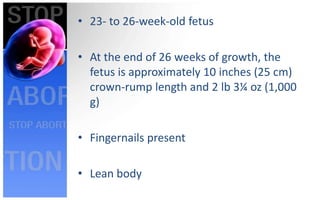 Stages of fetal growth and development | PPTX