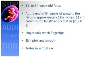Stages of fetal growth and development | PPTX