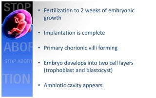Stages of fetal growth and development | PPTX