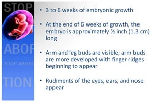 Stages of fetal growth and development | PPTX