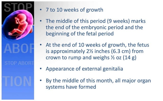 Stages of fetal growth and development | PPTX