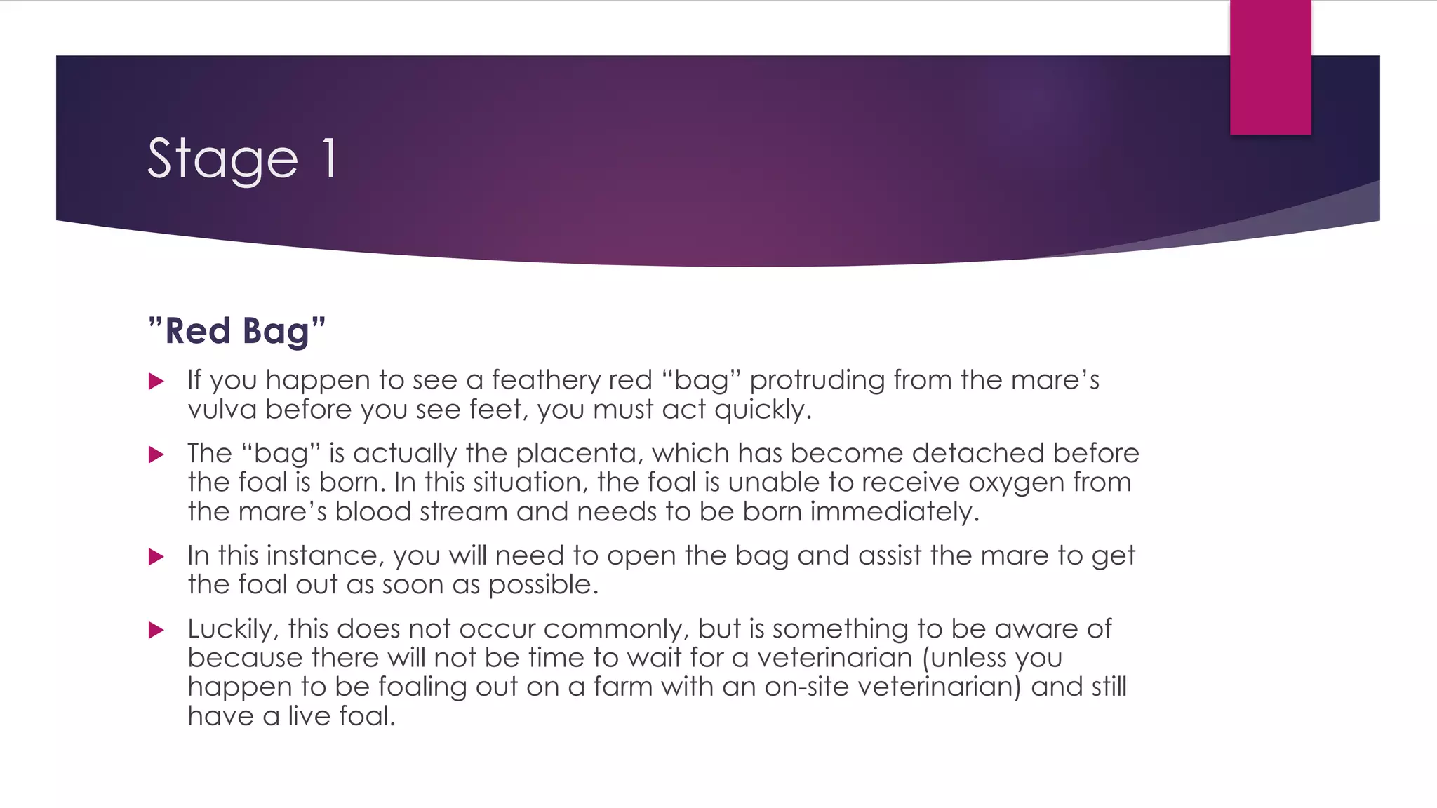 Stages of Foaling | PDF | Pregnancy | Reproductive Health