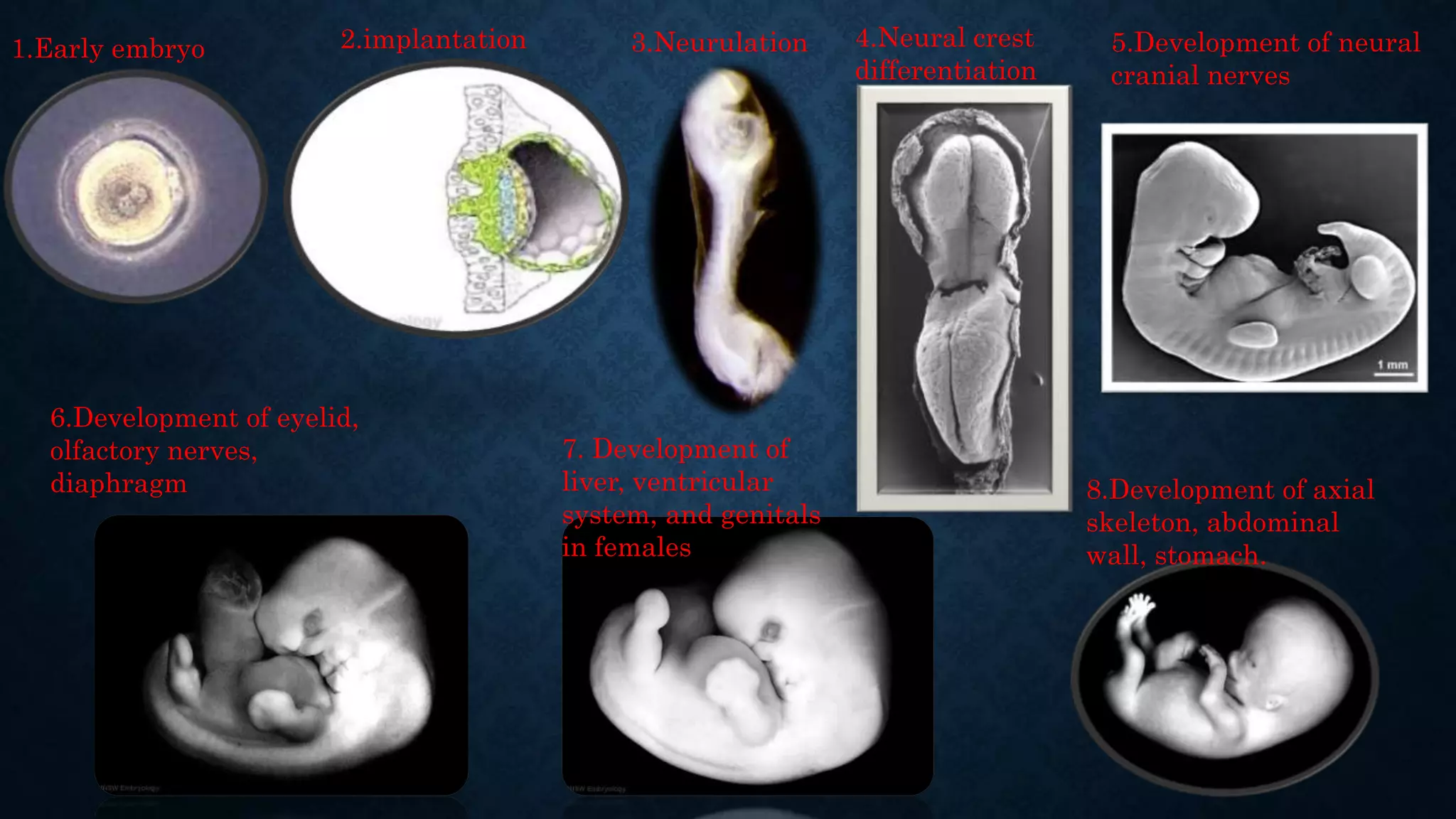 Stages of foetal development | PPTX