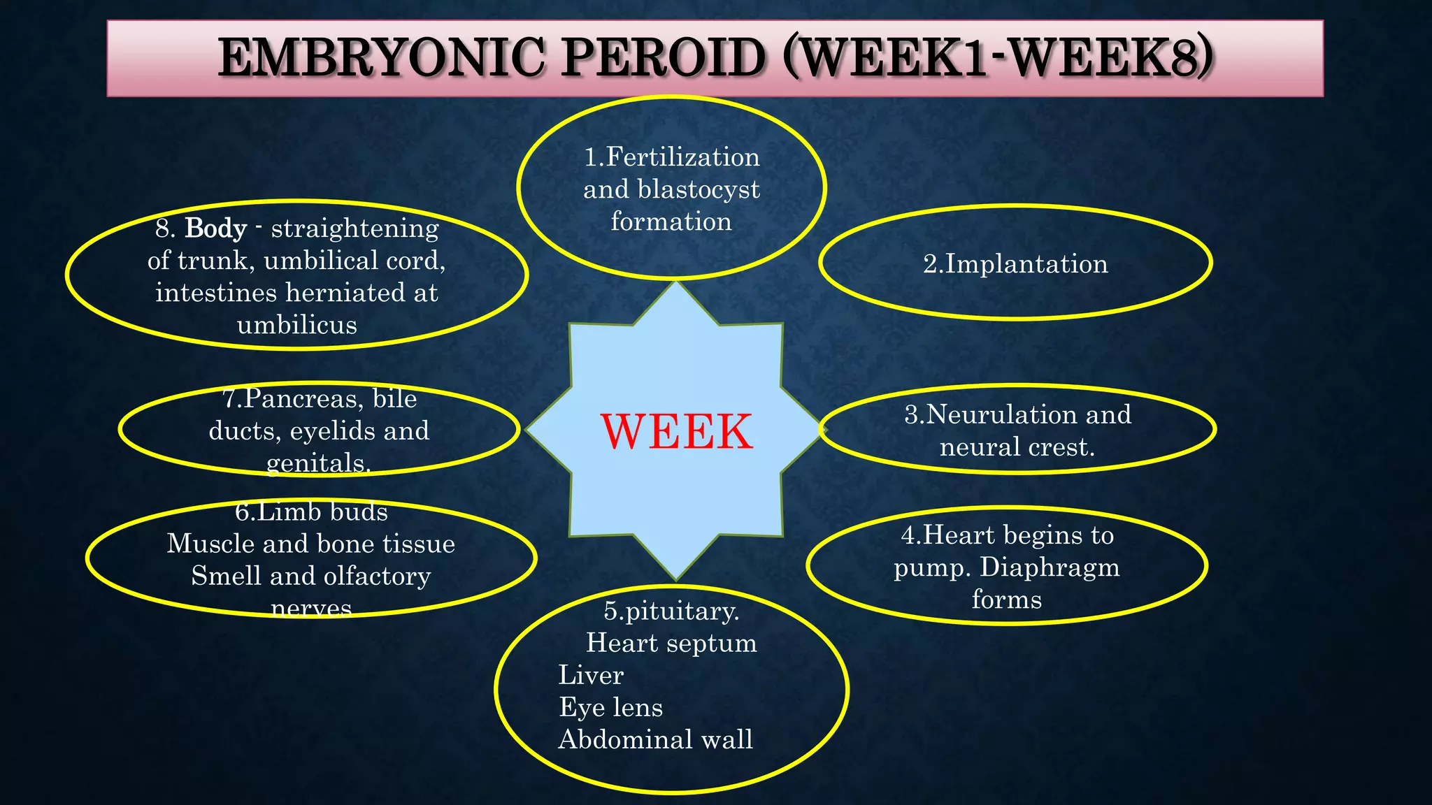 Stages of foetal development | PPTX