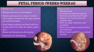 Stages of foetal development | PPTX