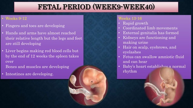 Stages of foetal development | PPTX