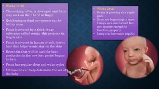 Stages of foetal development | PPTX
