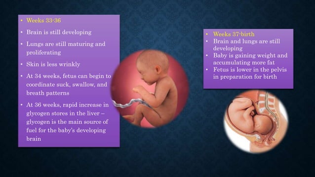 Stages of foetal development | PPT