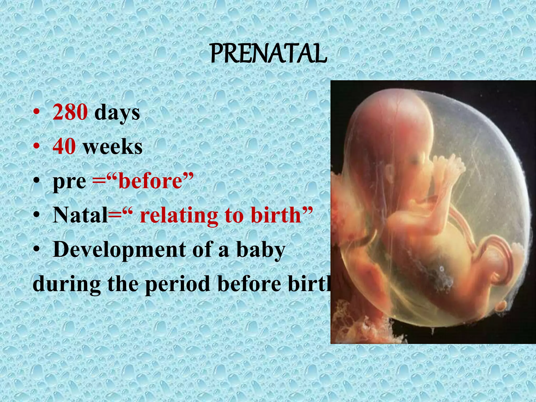 Stages of gestation | PPTX