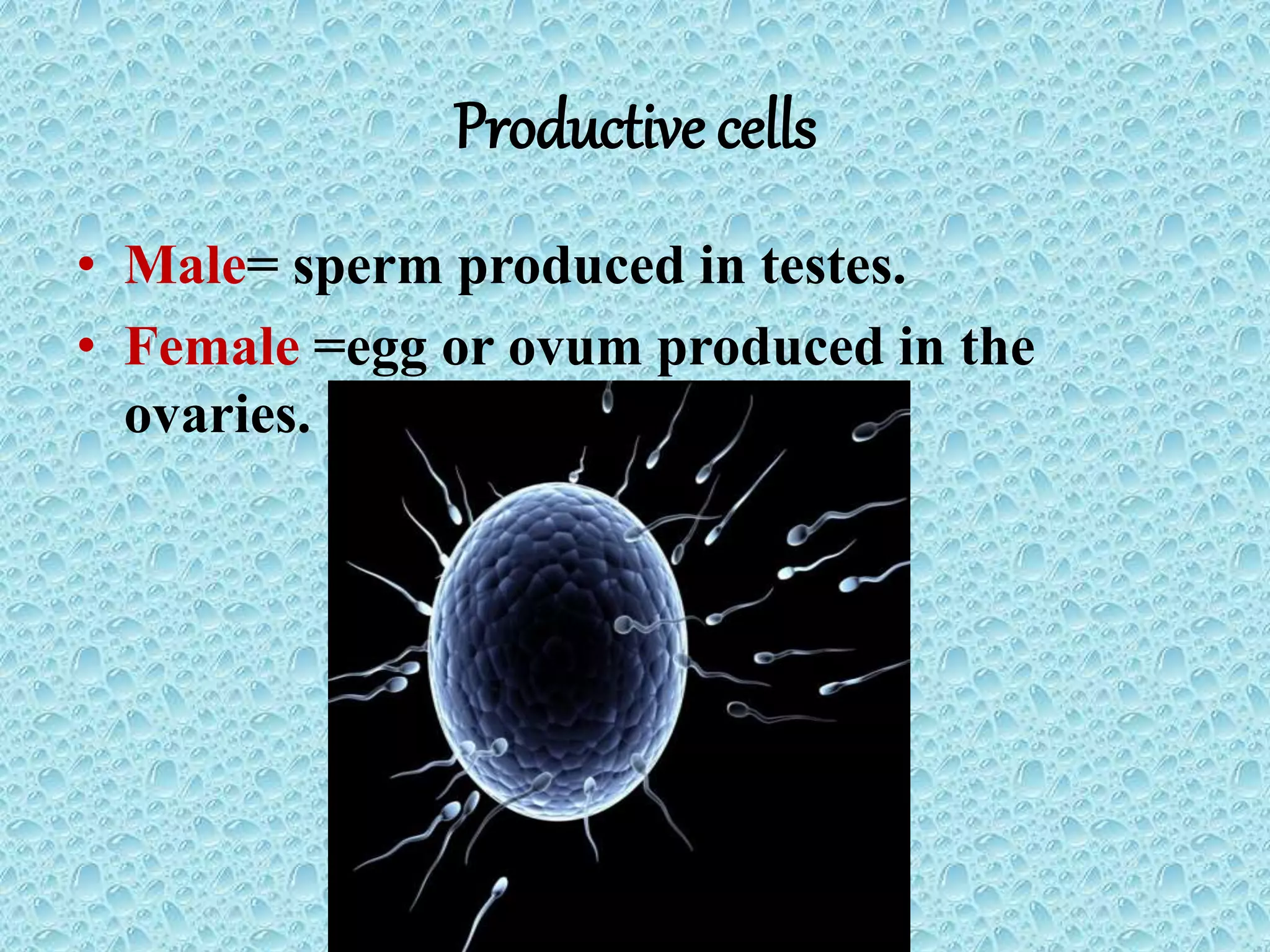 Stages of gestation | PPTX