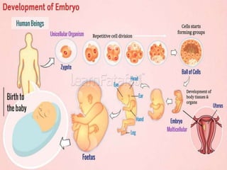 Stages of gestation | PPTX