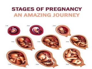 Stages of gestation | PPTX