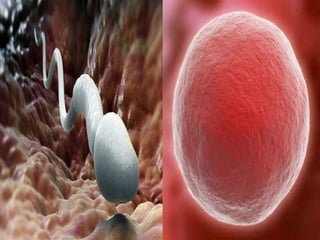 Stages of gestation | PPTX