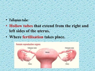 Stages of gestation | PPTX