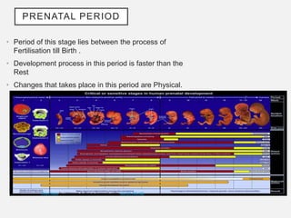 Stages of Human development According to the Hurlock. | PPT