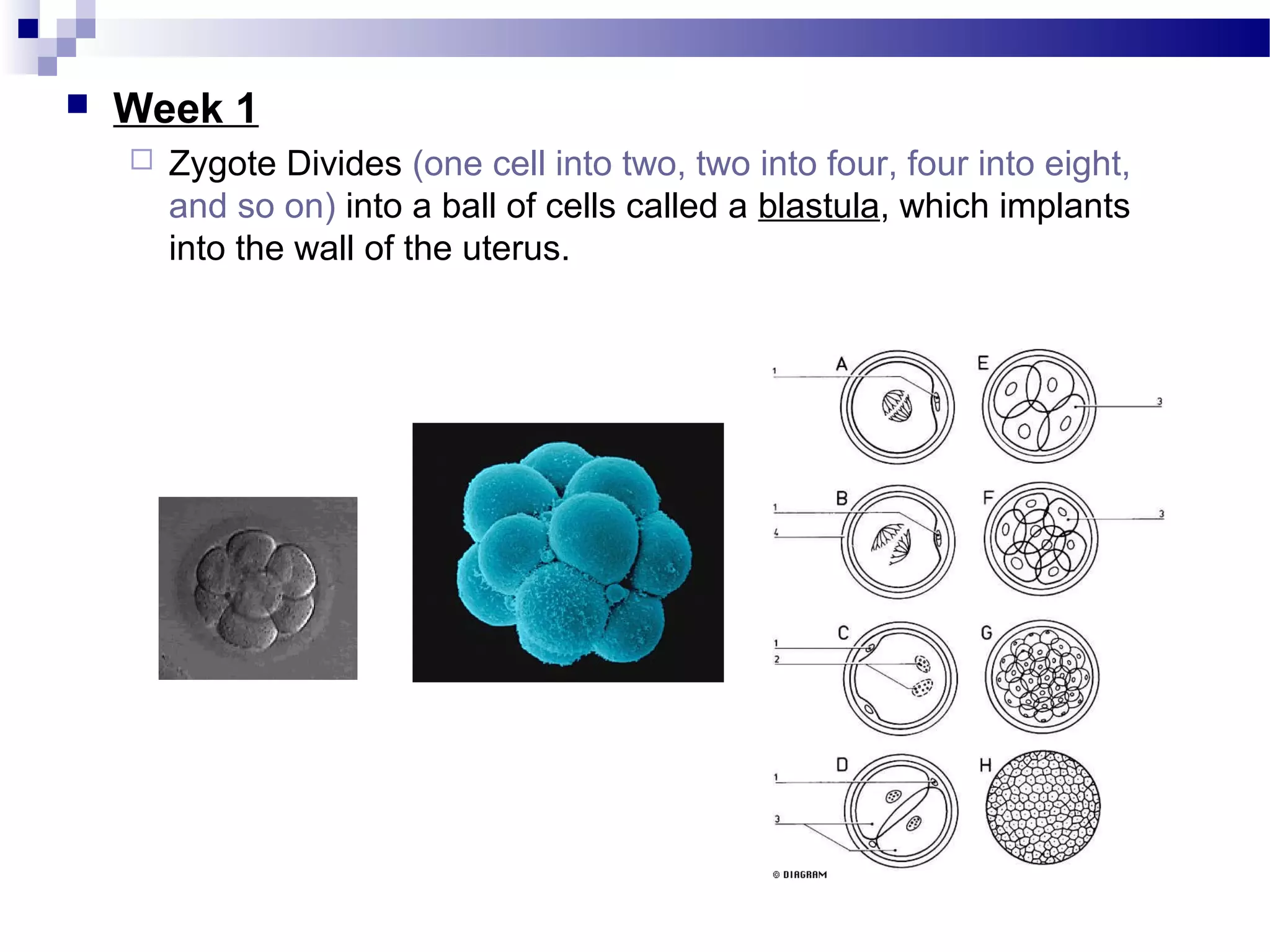 Stages of Human Embryo Development | PPT