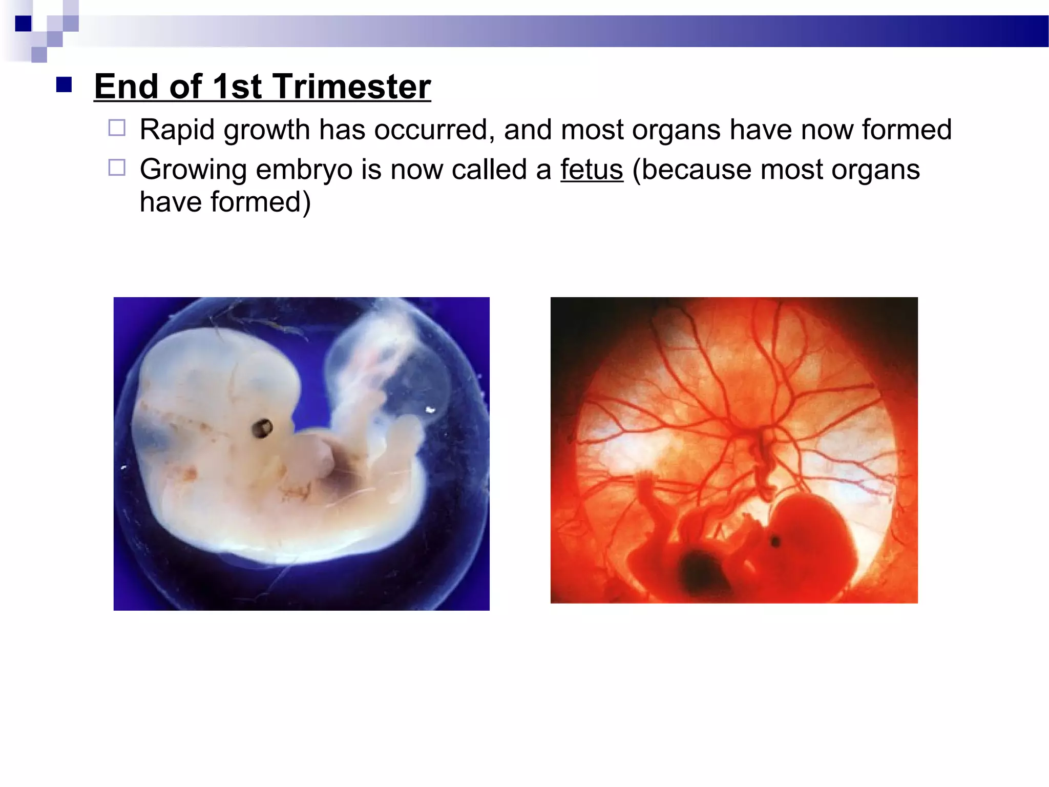 Stages of Human Embryo Development | PPT